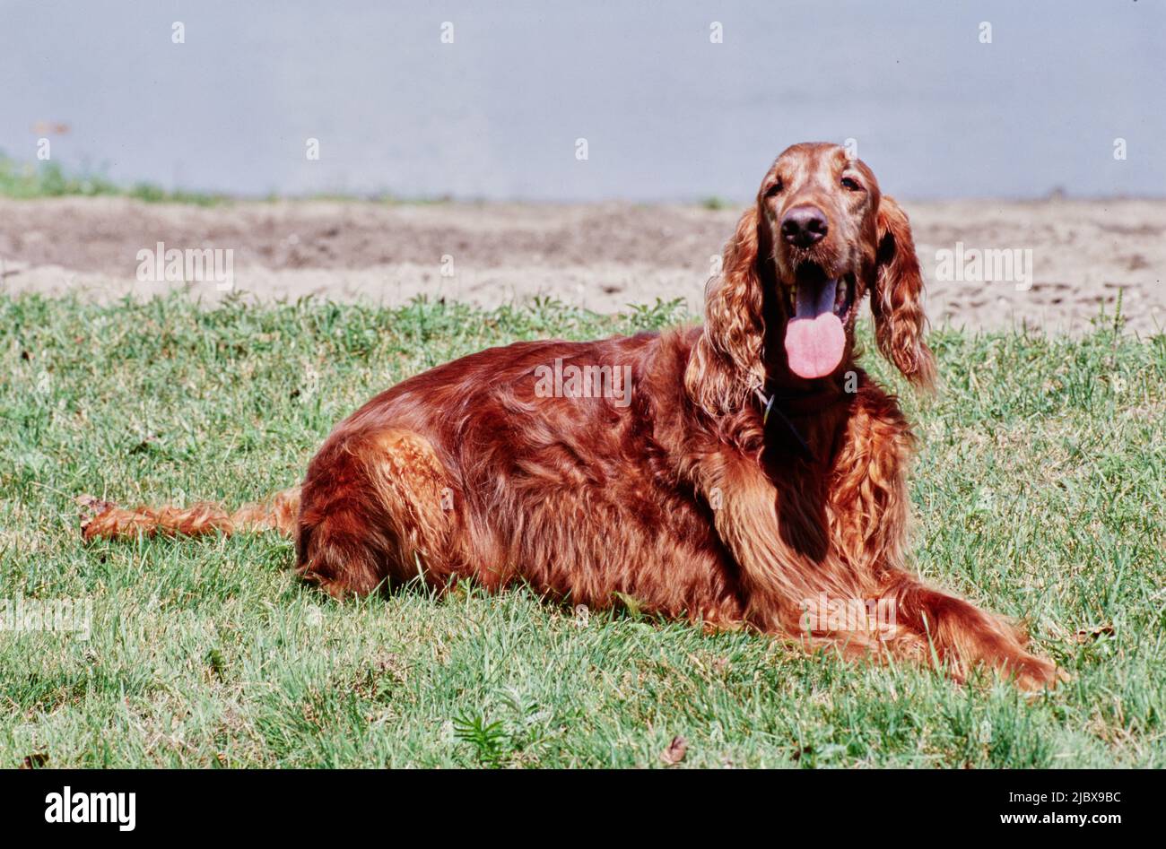 An Irish setter laying in a field of green grass Stock Photo - Alamy