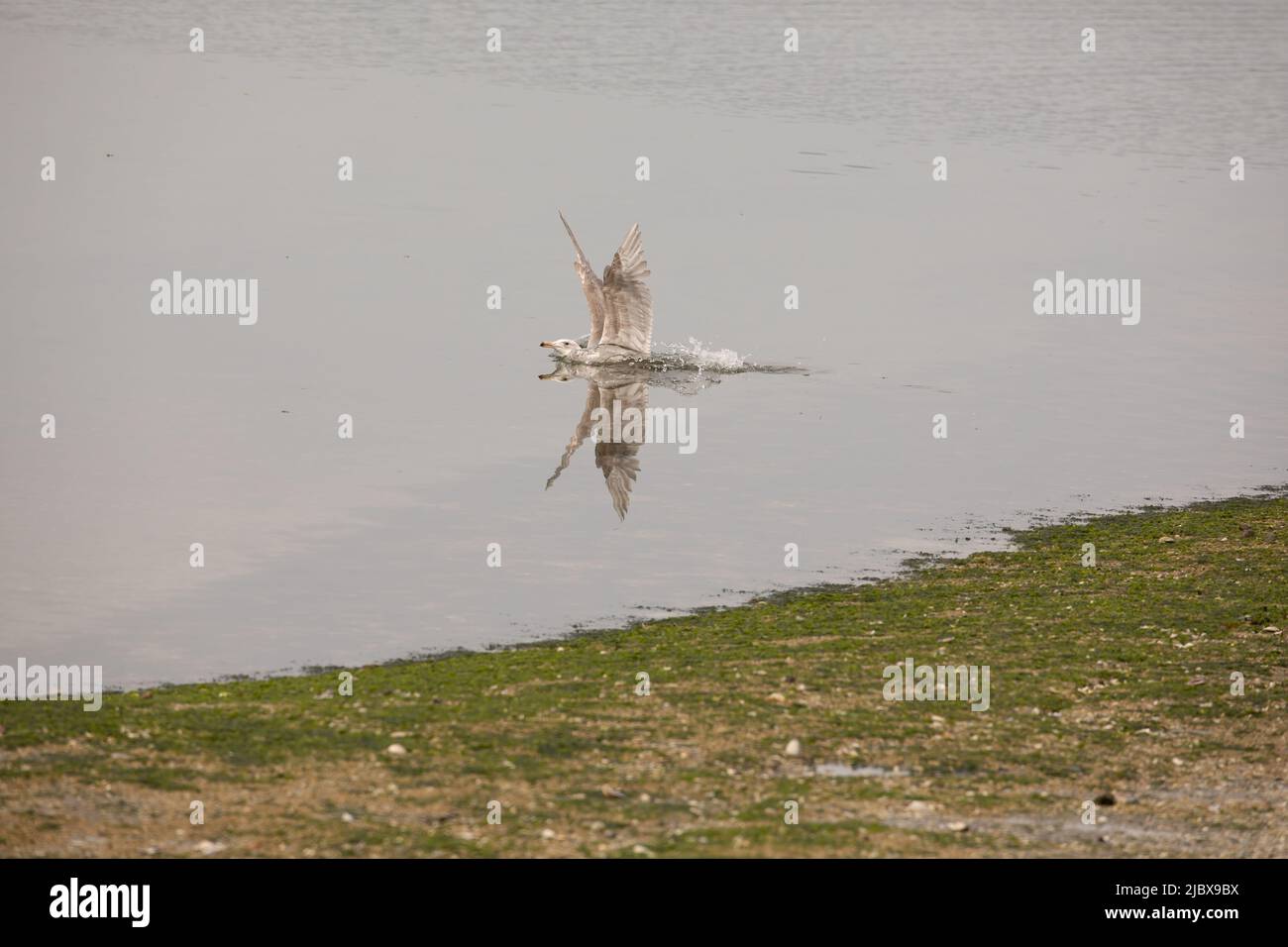 Animals water splash hi-res stock photography and images - Alamy