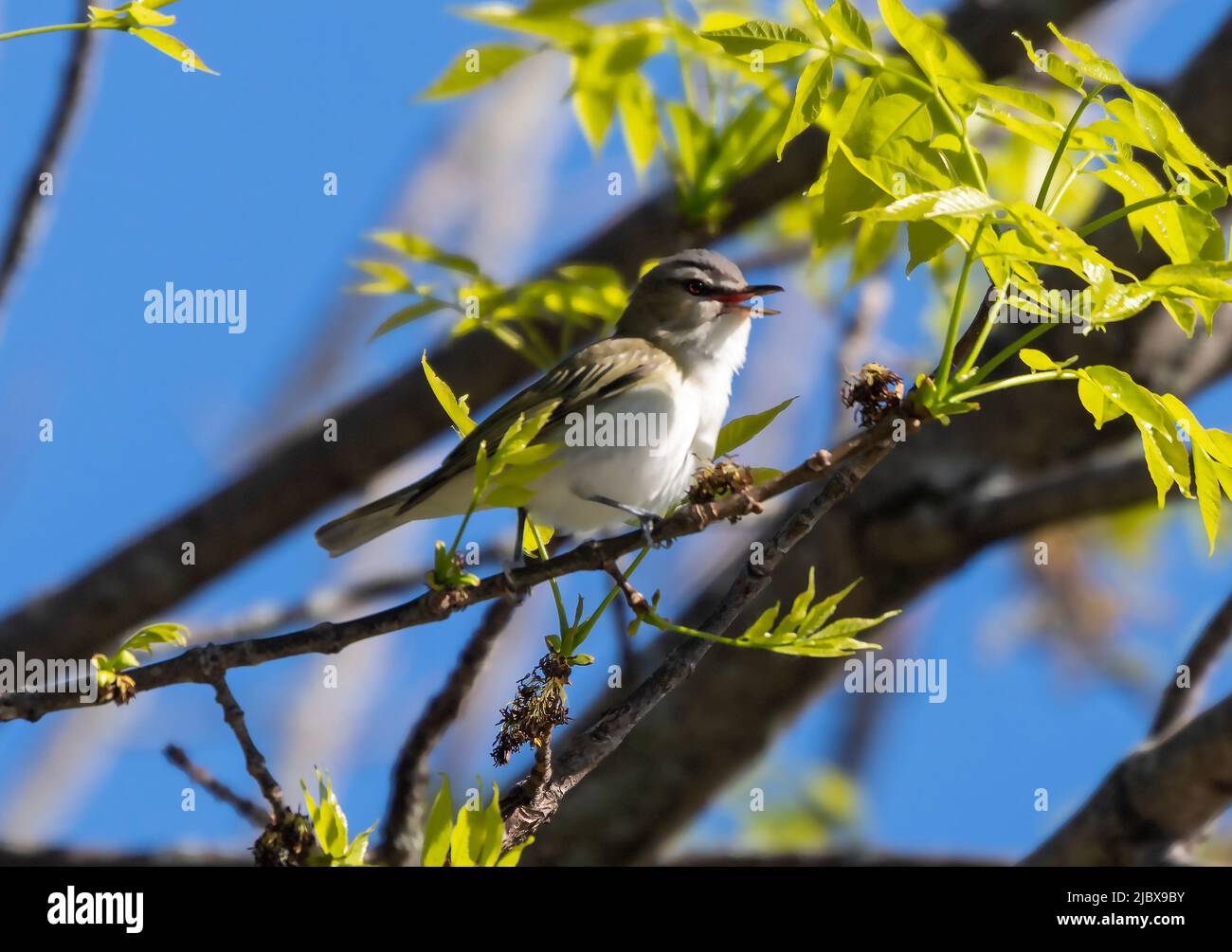 Red Eyed Vireo, Vireo olivaceus, native American songbird perched in ...