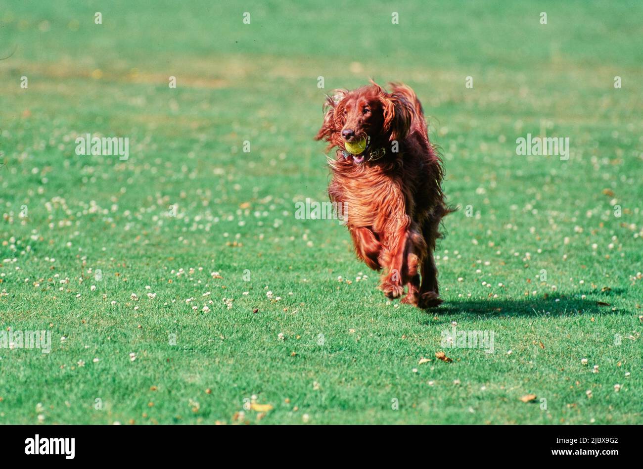 An Irish setter running through a green field with a tennis ball in its ...