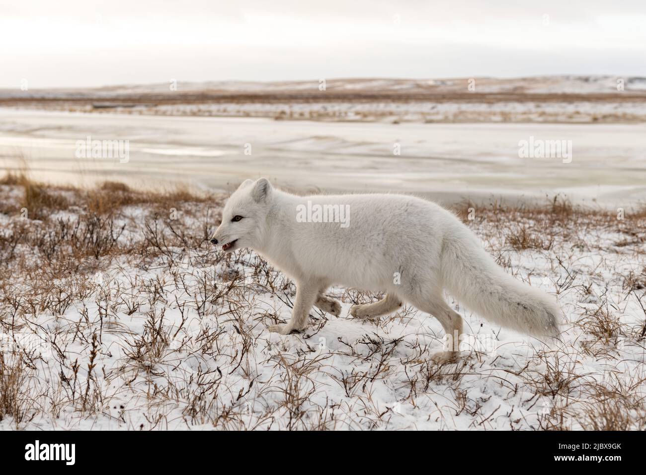Arctic fox (Vulpes Lagopus) in winter time in Siberian tundra Stock ...