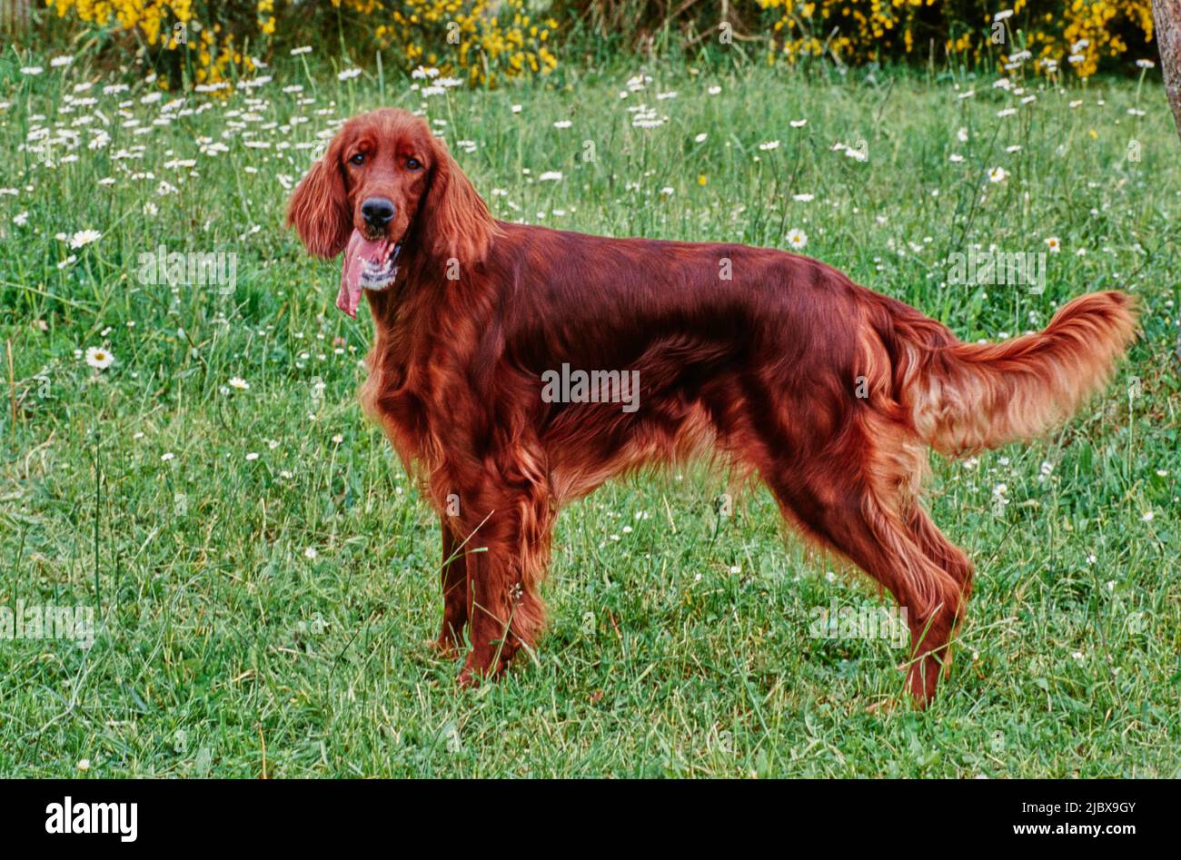 An Irish setter standing in green grass with white wildflowers Stock ...