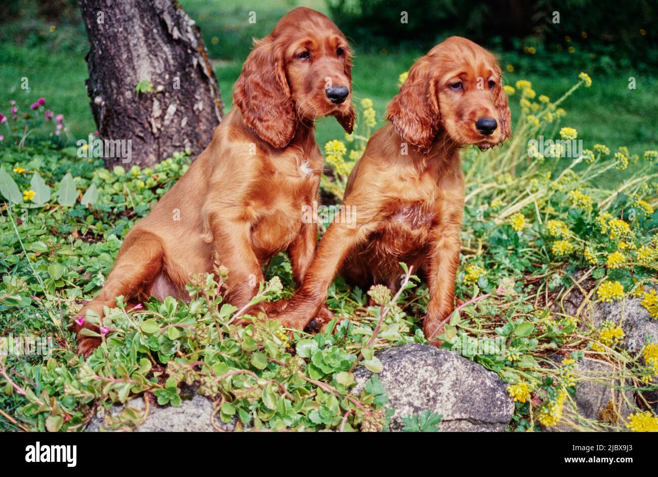 A pair of Irish setter puppies sitting in greenery with yellow and ...