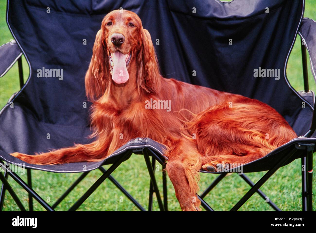 An Irish setter laying in a double camp chair Stock Photo - Alamy