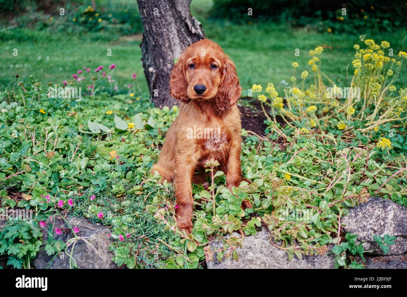 An Irish setter puppy sitting in greenery with yellow and purple ...