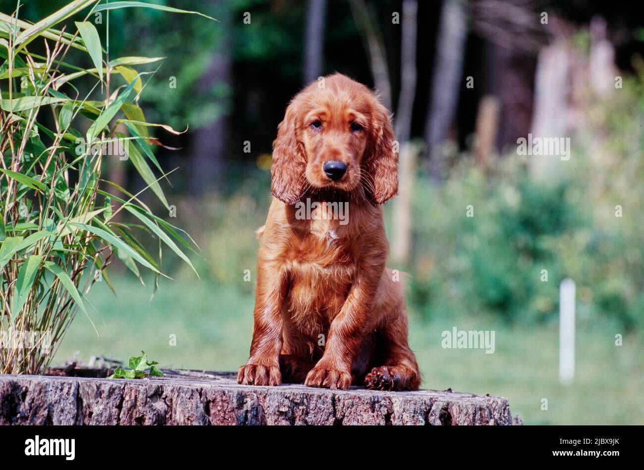 An Irish setter puppy sitting on a tree stump with greenery off to the ...