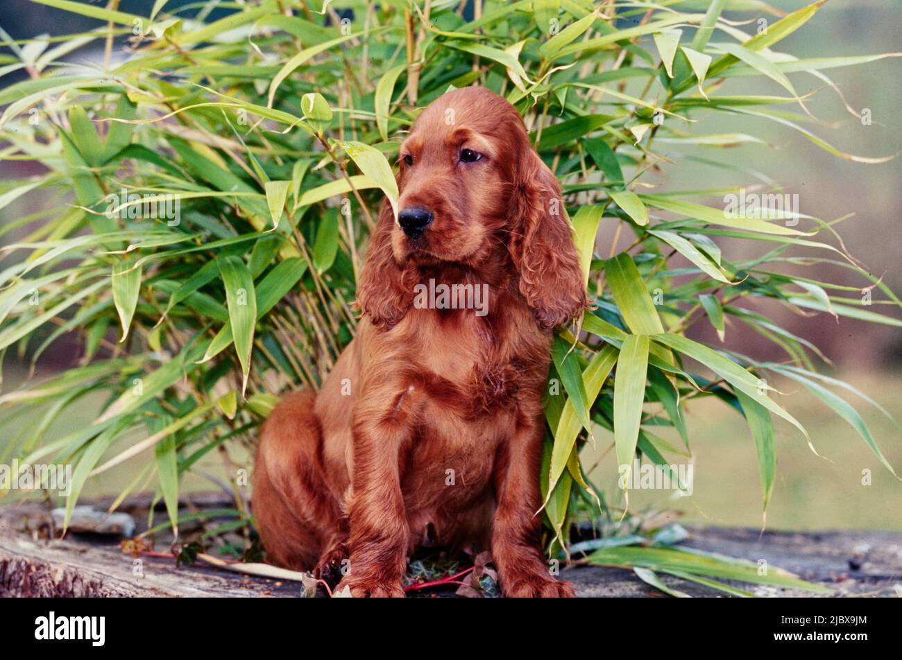 An Irish setter puppy sitting on a tree stump with greenery behind it ...