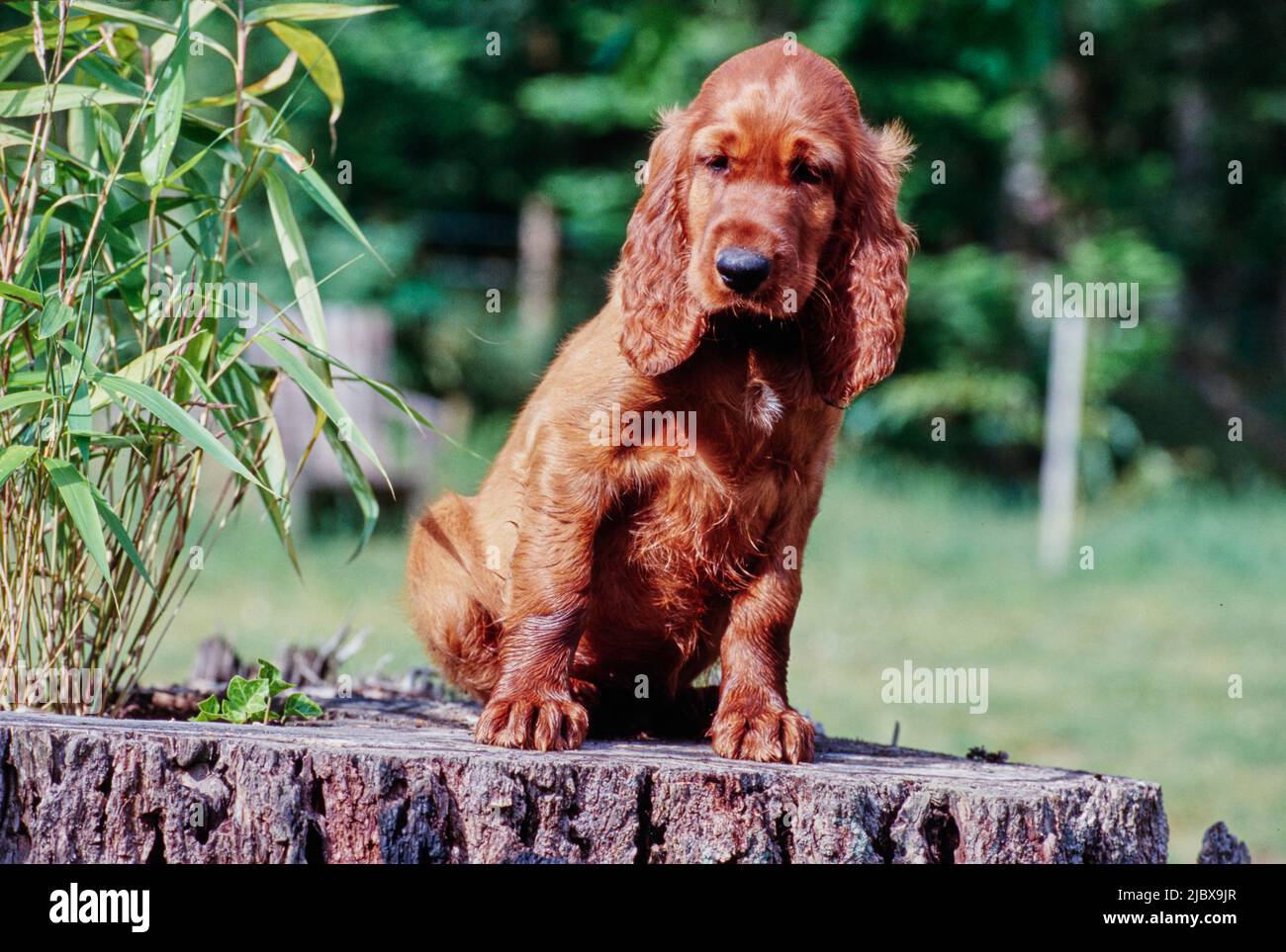 An Irish setter puppy sitting on a tree stump with greenery off to the ...