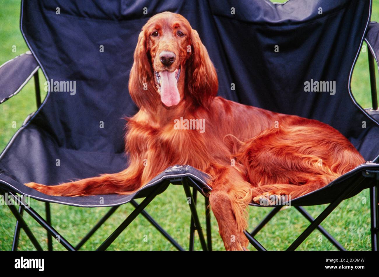 An Irish setter laying in a double camp chair Stock Photo - Alamy