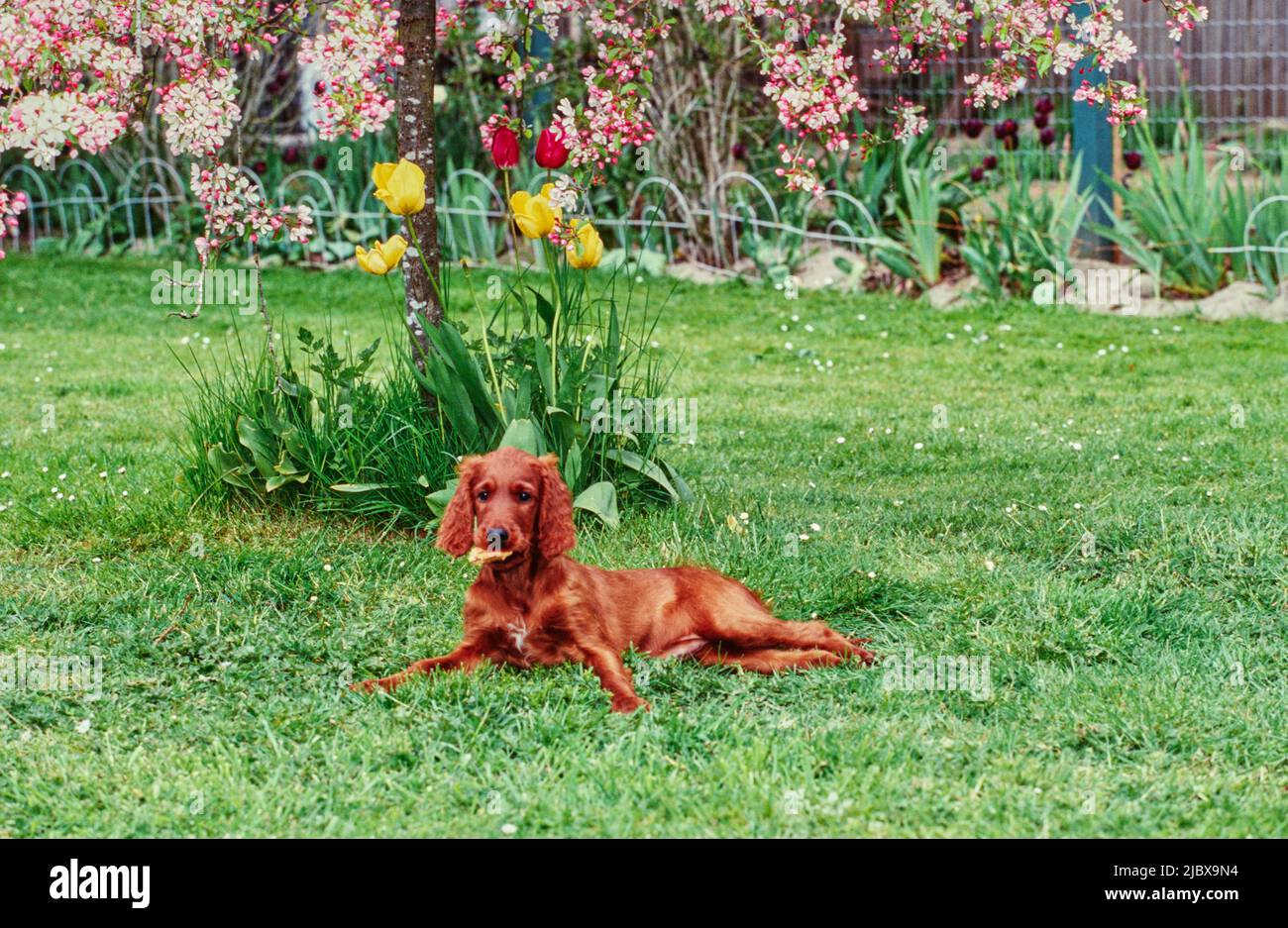 An Irish setter puppy laying in green grass with a treat in its mouth ...