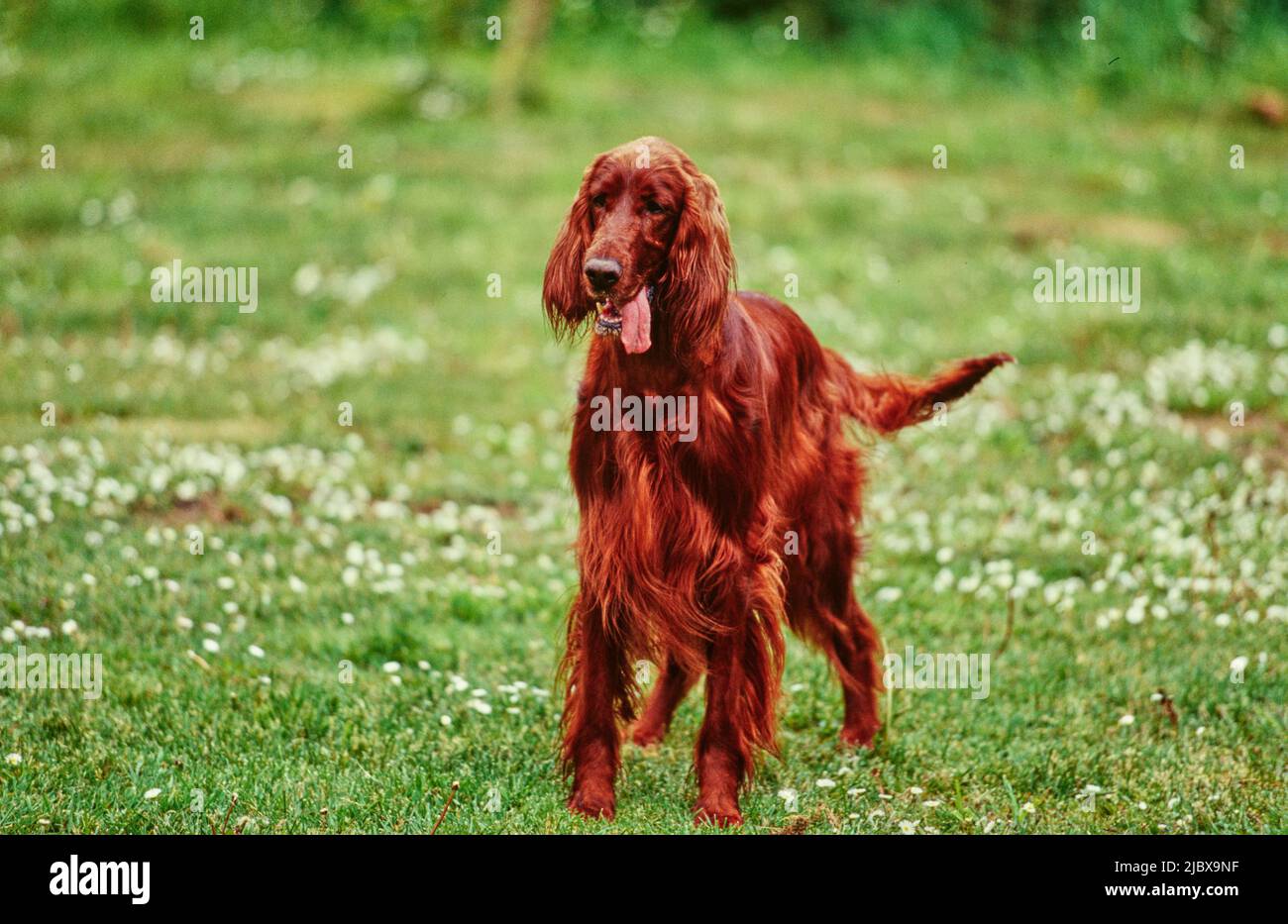 An Irish setter standing in green grass with white wildflowers Stock ...