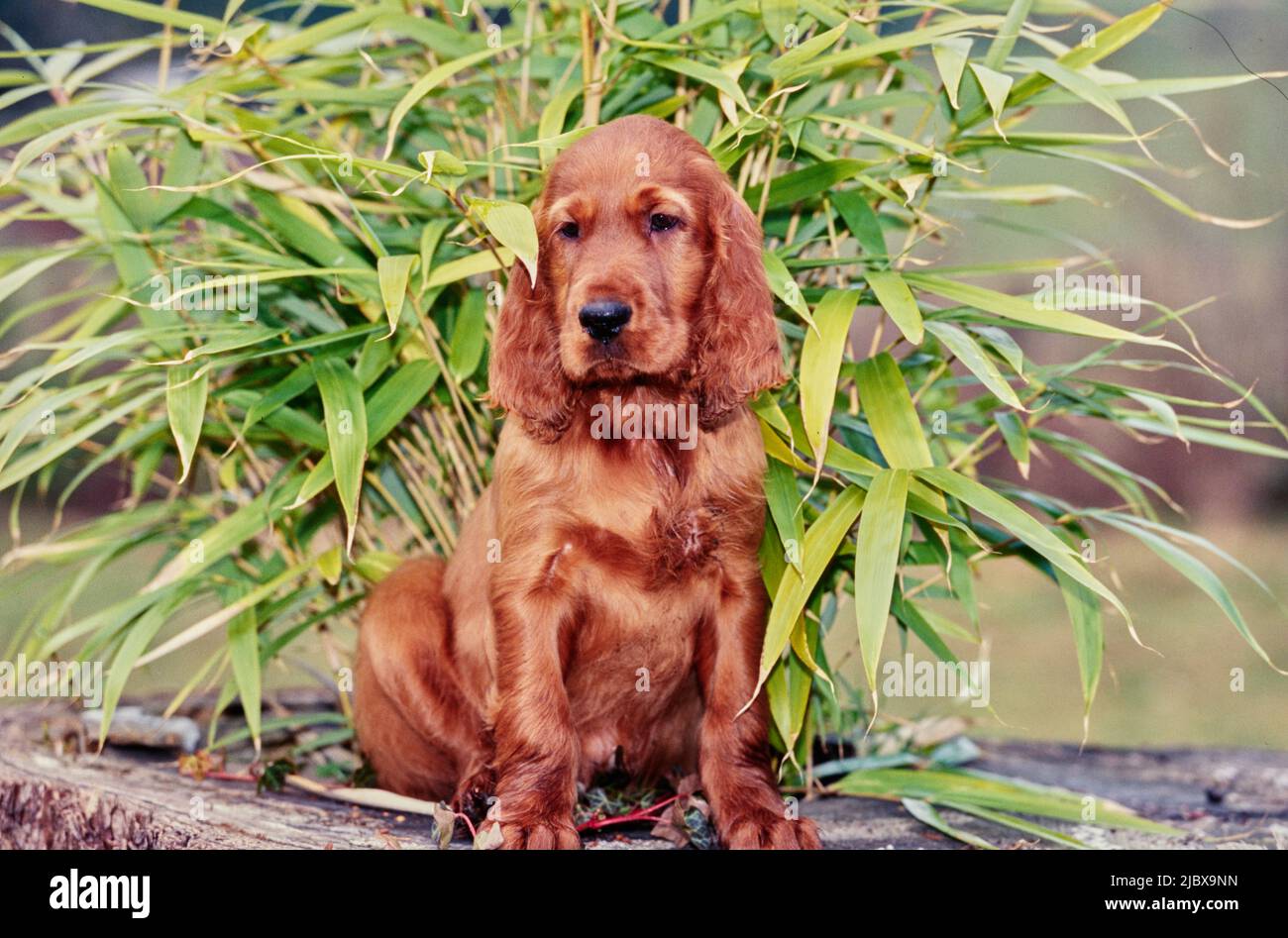An Irish setter puppy sitting on a tree stump with greenery behind it ...