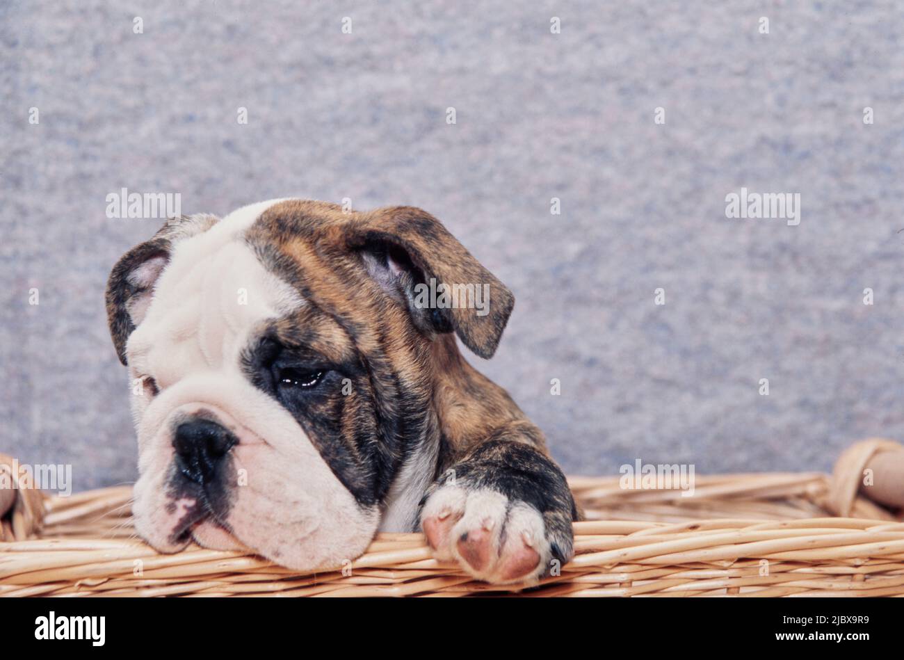 English bulldog puppy basket hi-res stock photography and images - Alamy
