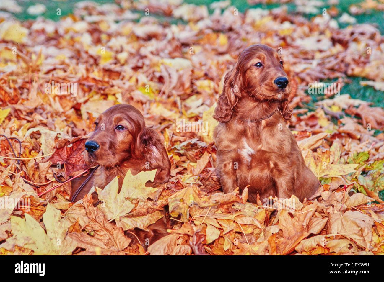 Two Irish setter puppies Stock Photo - Alamy