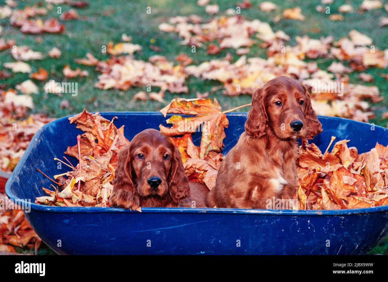 Two Irish setter puppies laying in a blue wheelbarrow full of autumn ...