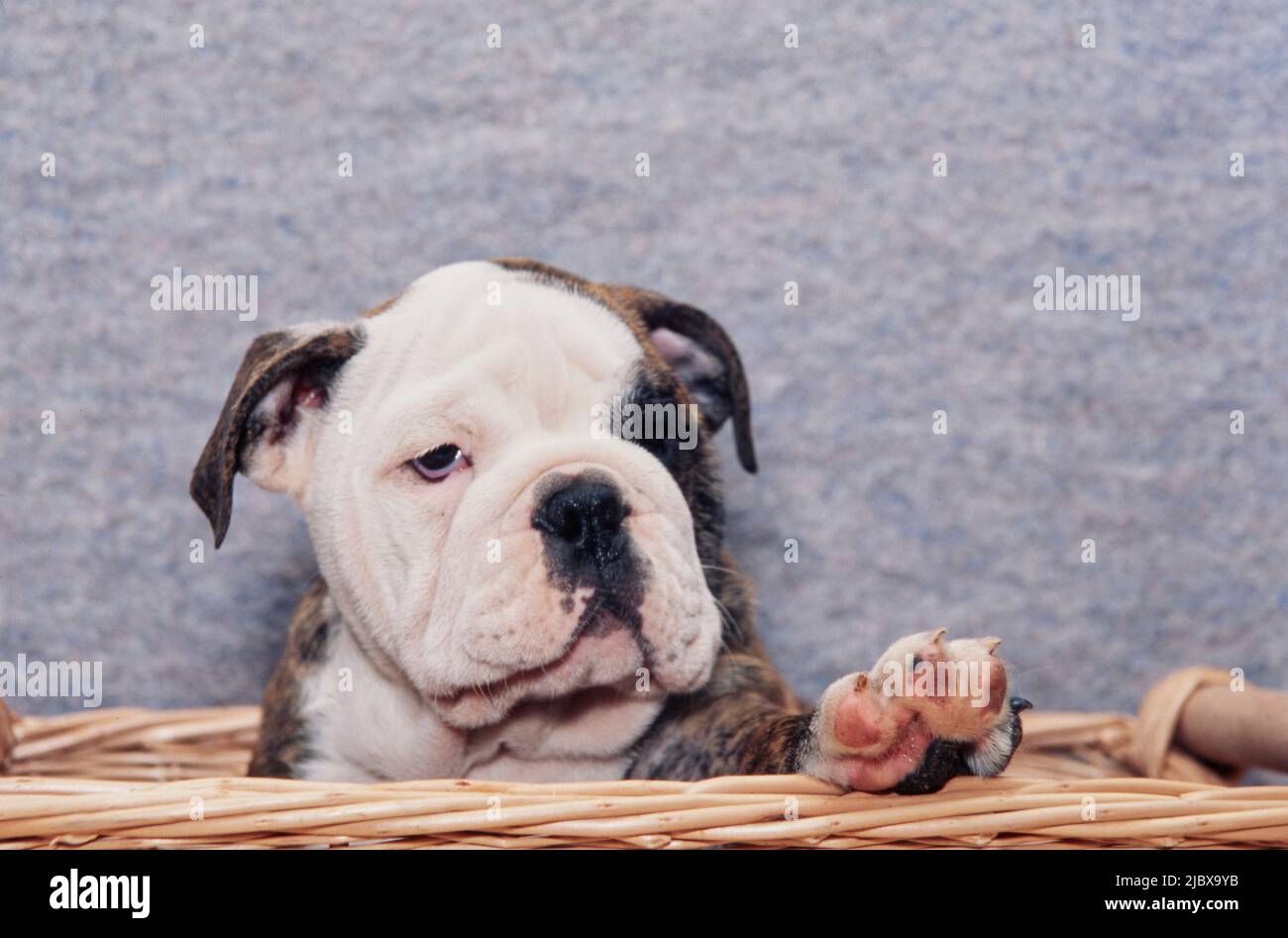 An English bulldog puppy in a wicker basket Stock Photo - Alamy