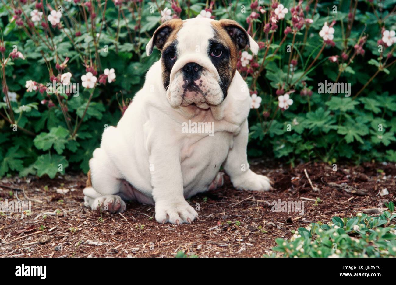 An English bulldog puppy sitting in a garden Stock Photo - Alamy