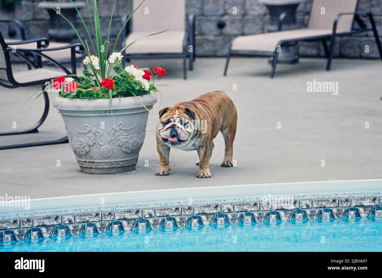 An English bulldog standing next to a flowerpot with red and white ...