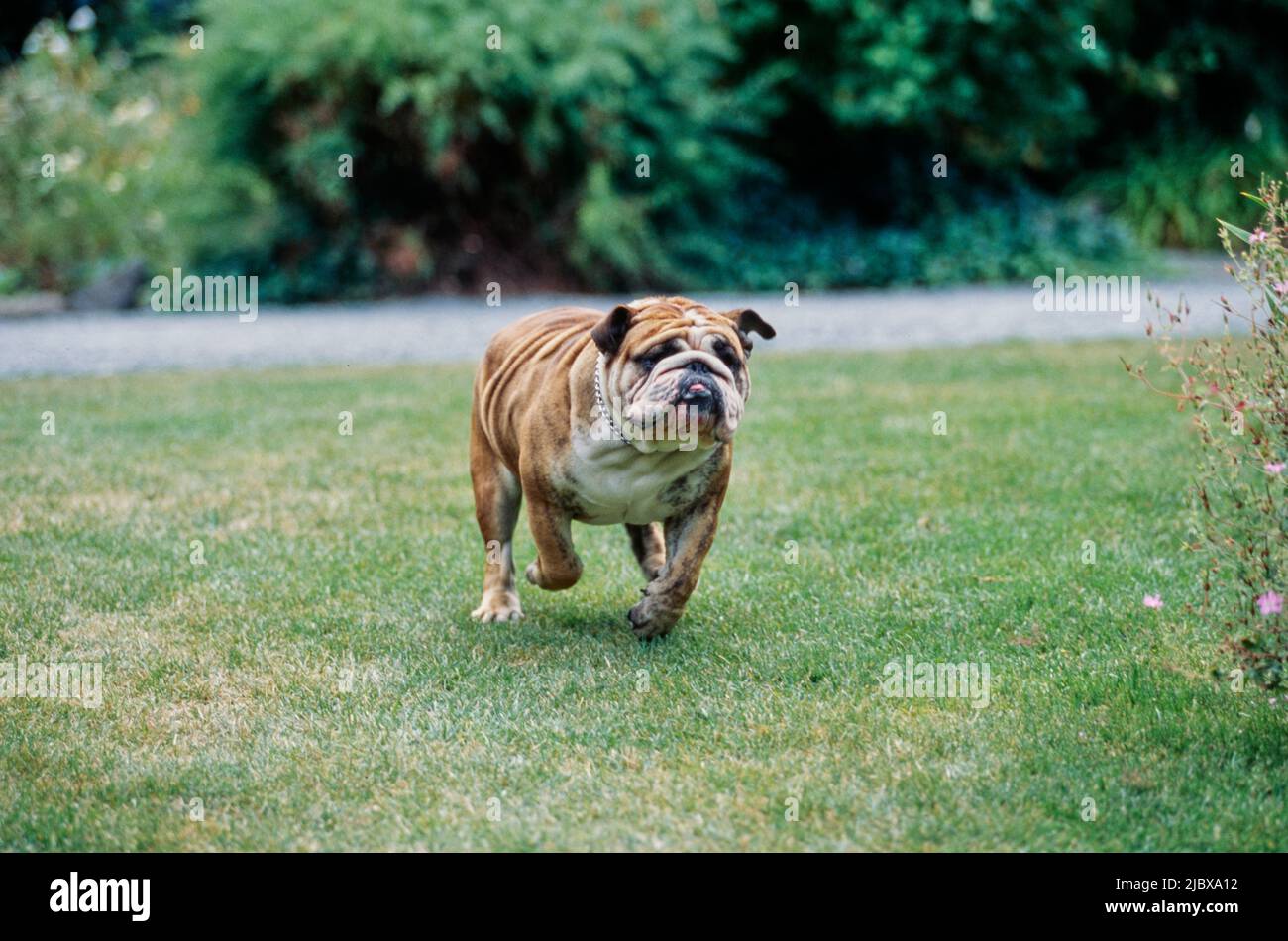 Bulldogs running hi-res stock photography and images - Alamy