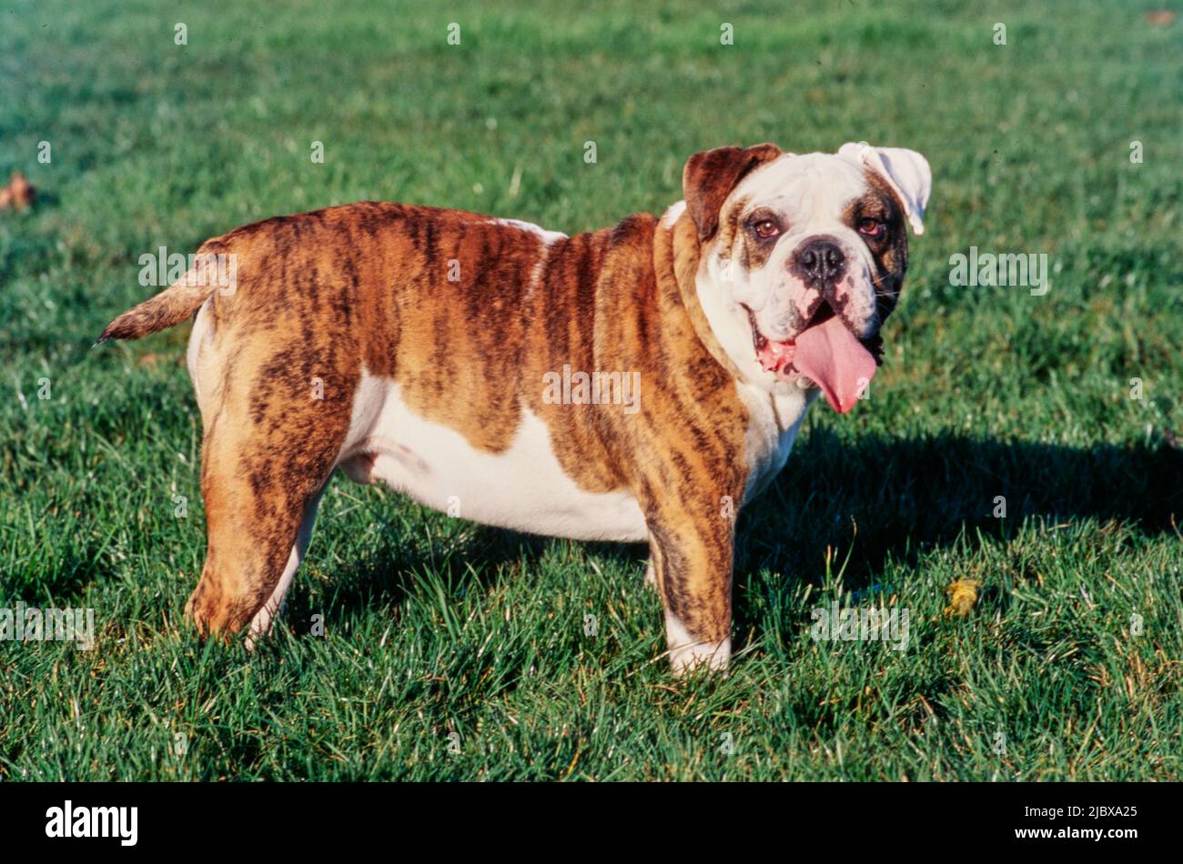 An English bulldog standing in grass Stock Photo - Alamy