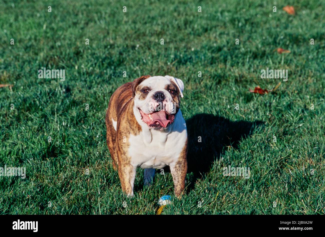 An English bulldog standing in grass Stock Photo - Alamy