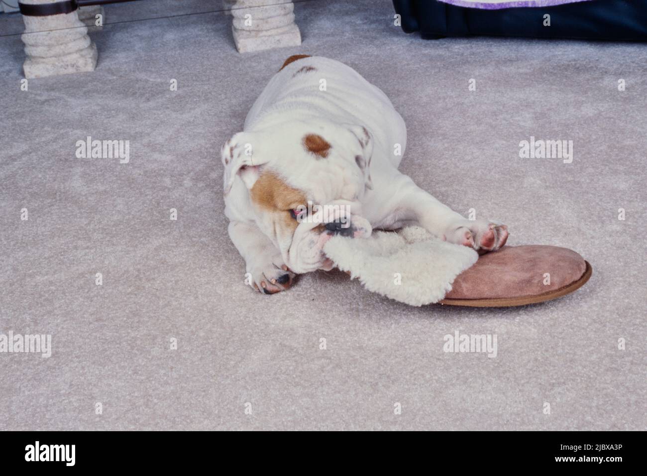 An English bulldog chewing on a slipper Stock Photo - Alamy