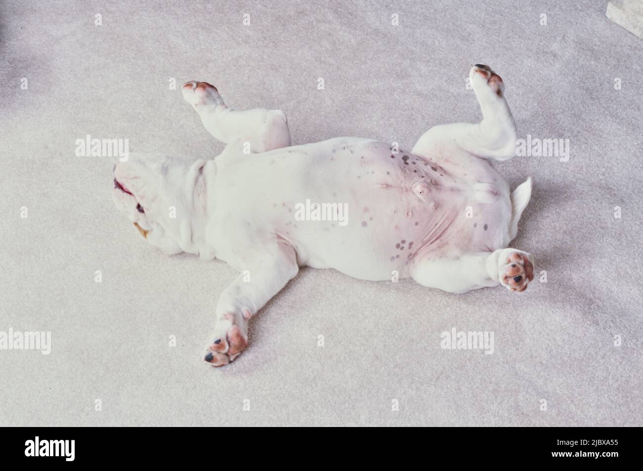 An English bulldog laying on its back Stock Photo - Alamy