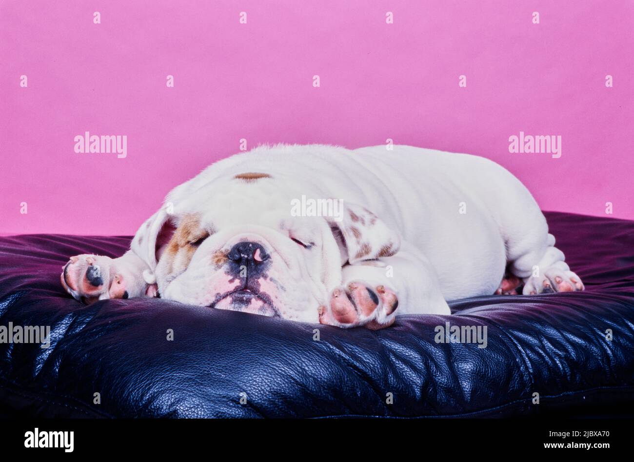 Sleeping Bulldog