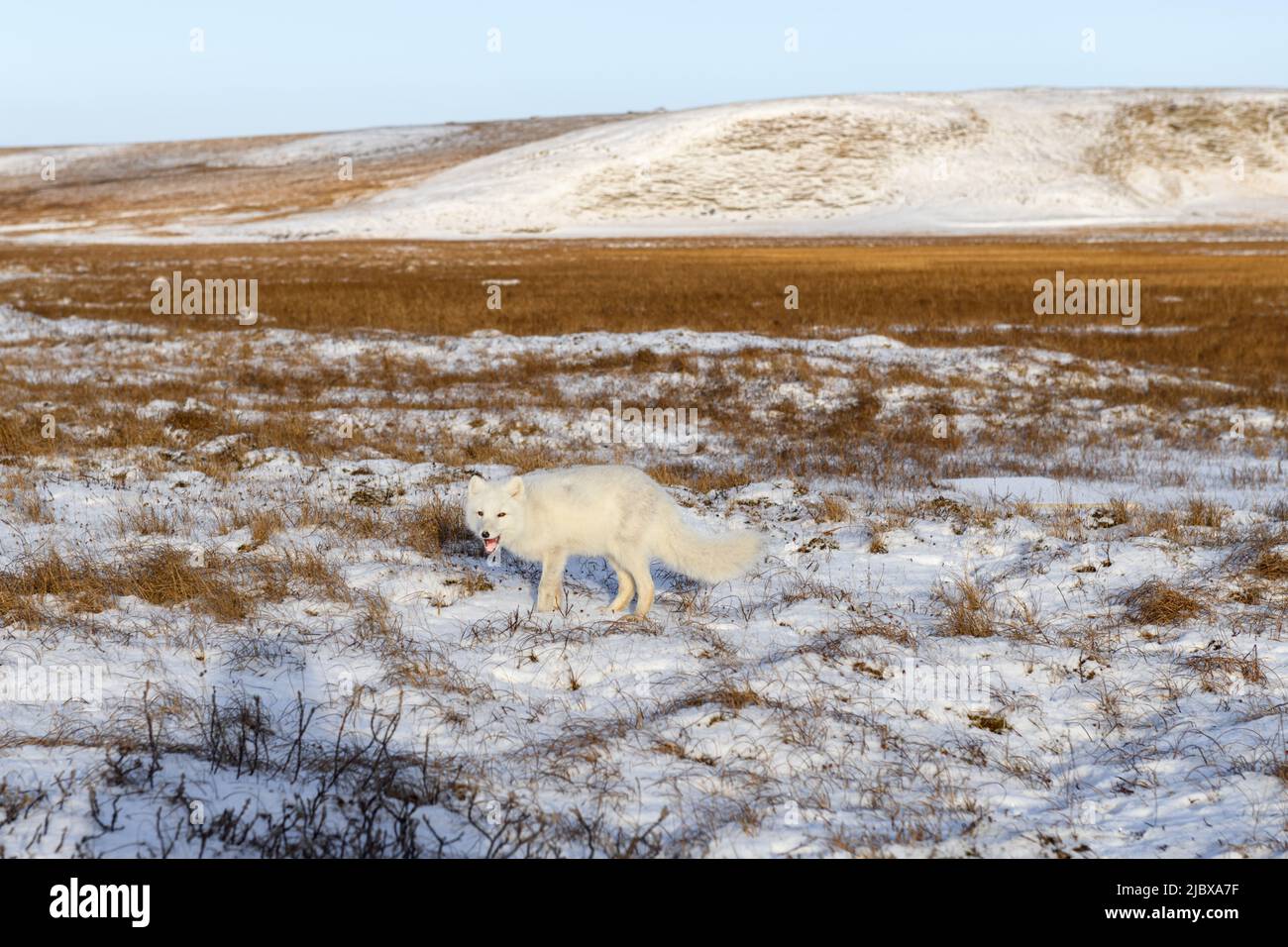 Arctic fox (Vulpes Lagopus) in winter time in Siberian tundra Stock ...