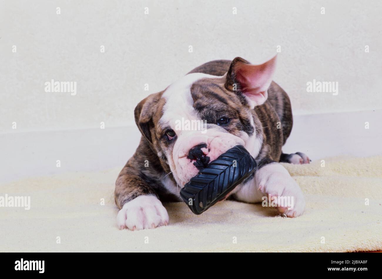 An English bulldog puppy chewing on a toy Stock Photo - Alamy