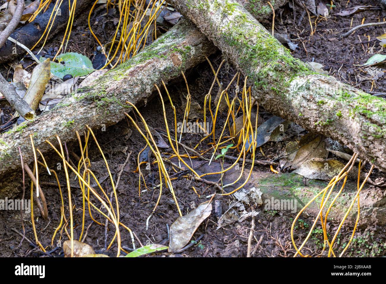 Rainforest Tree growing new roots Stock Photo - Alamy