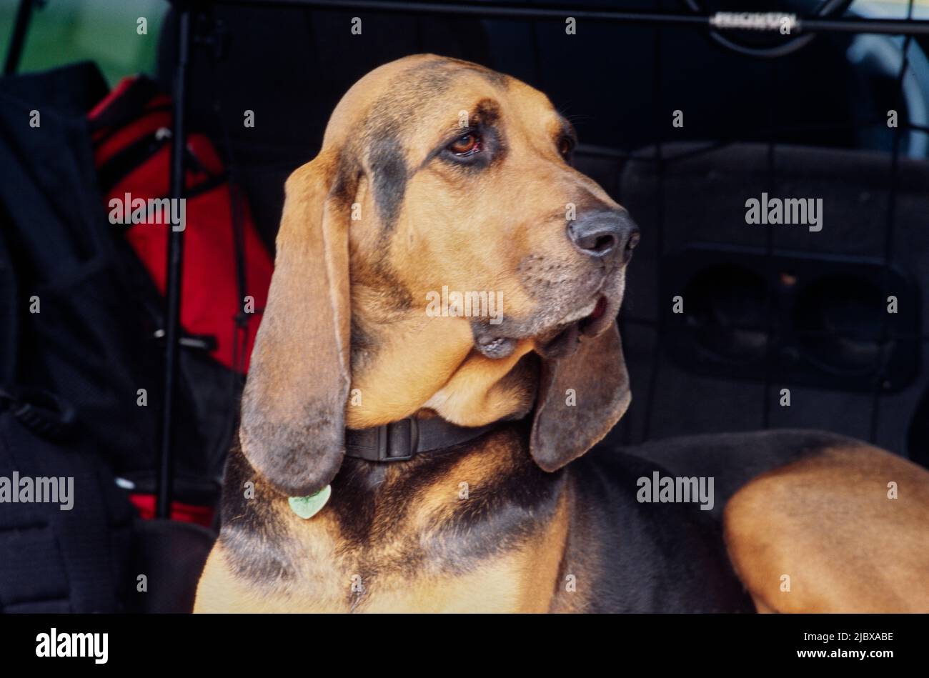 Bloodhounds hi-res stock photography and images - Alamy
