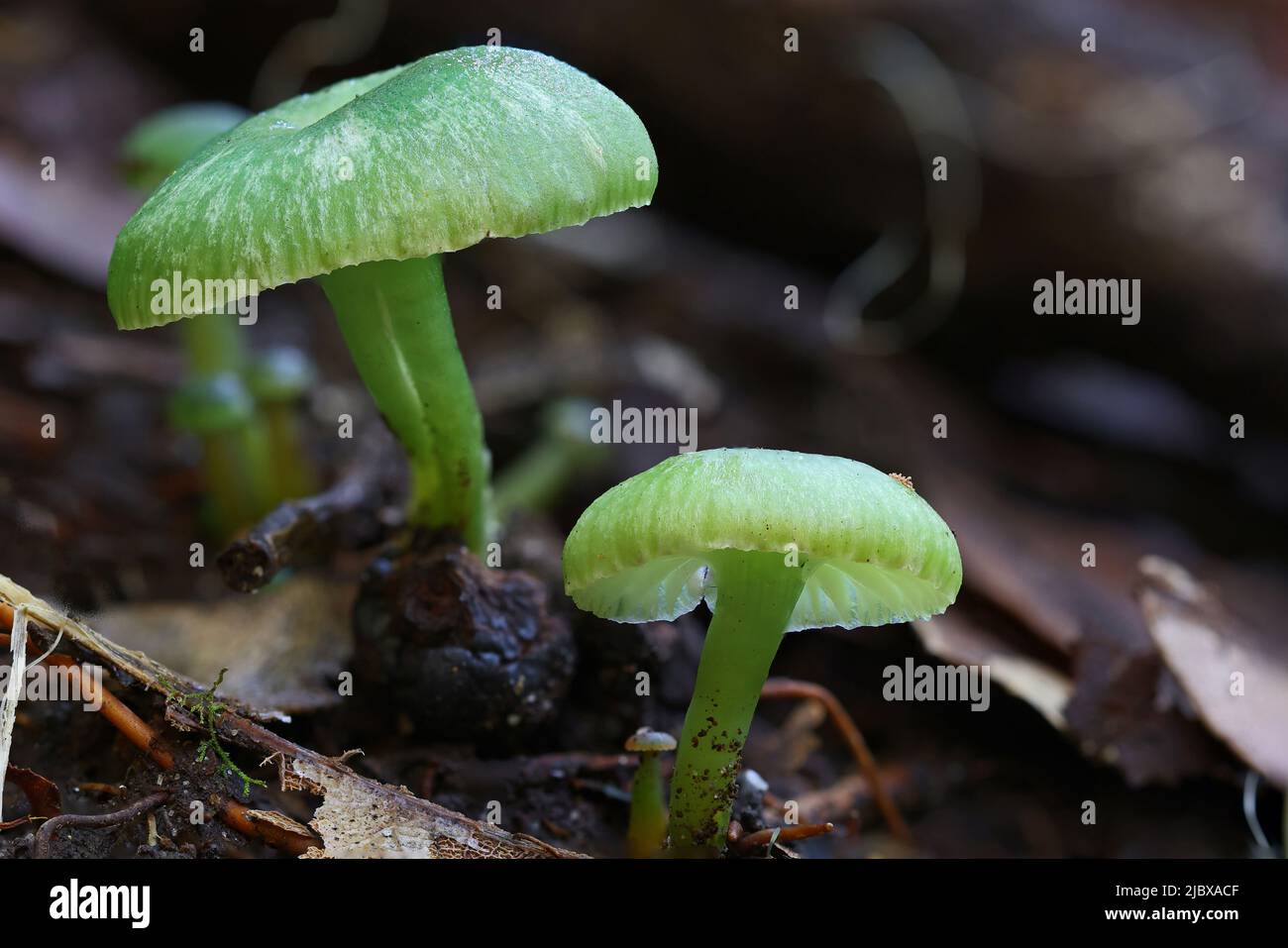 Green Fungi toadstools growing on the rainforest floor Stock Photo - Alamy