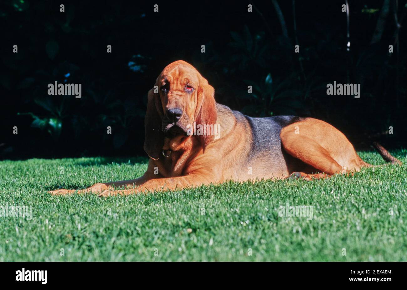 Grass hound hi-res stock photography and images - Alamy