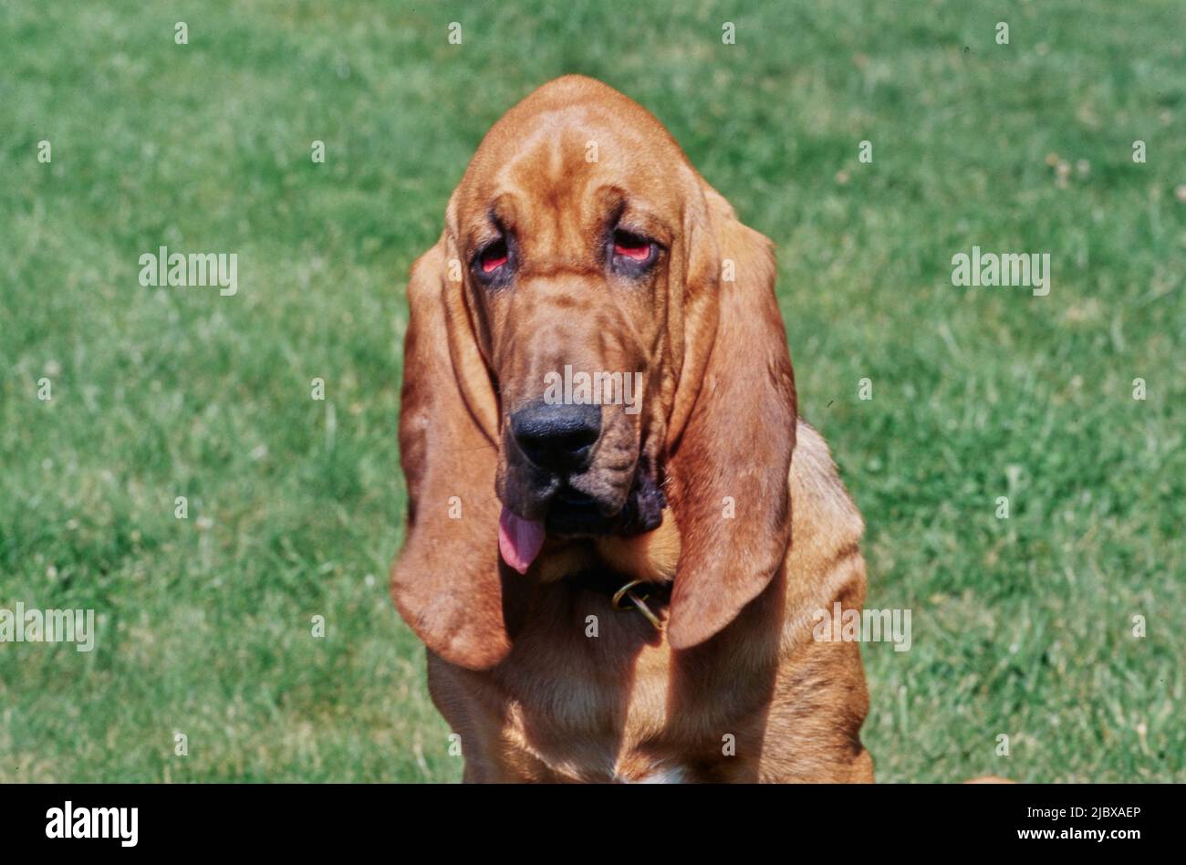 Bloodhound face hi-res stock photography and images - Alamy