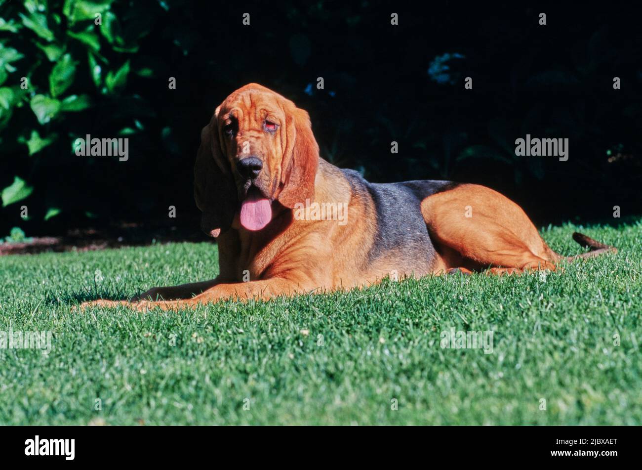 A bloodhound laying in grass Stock Photo - Alamy