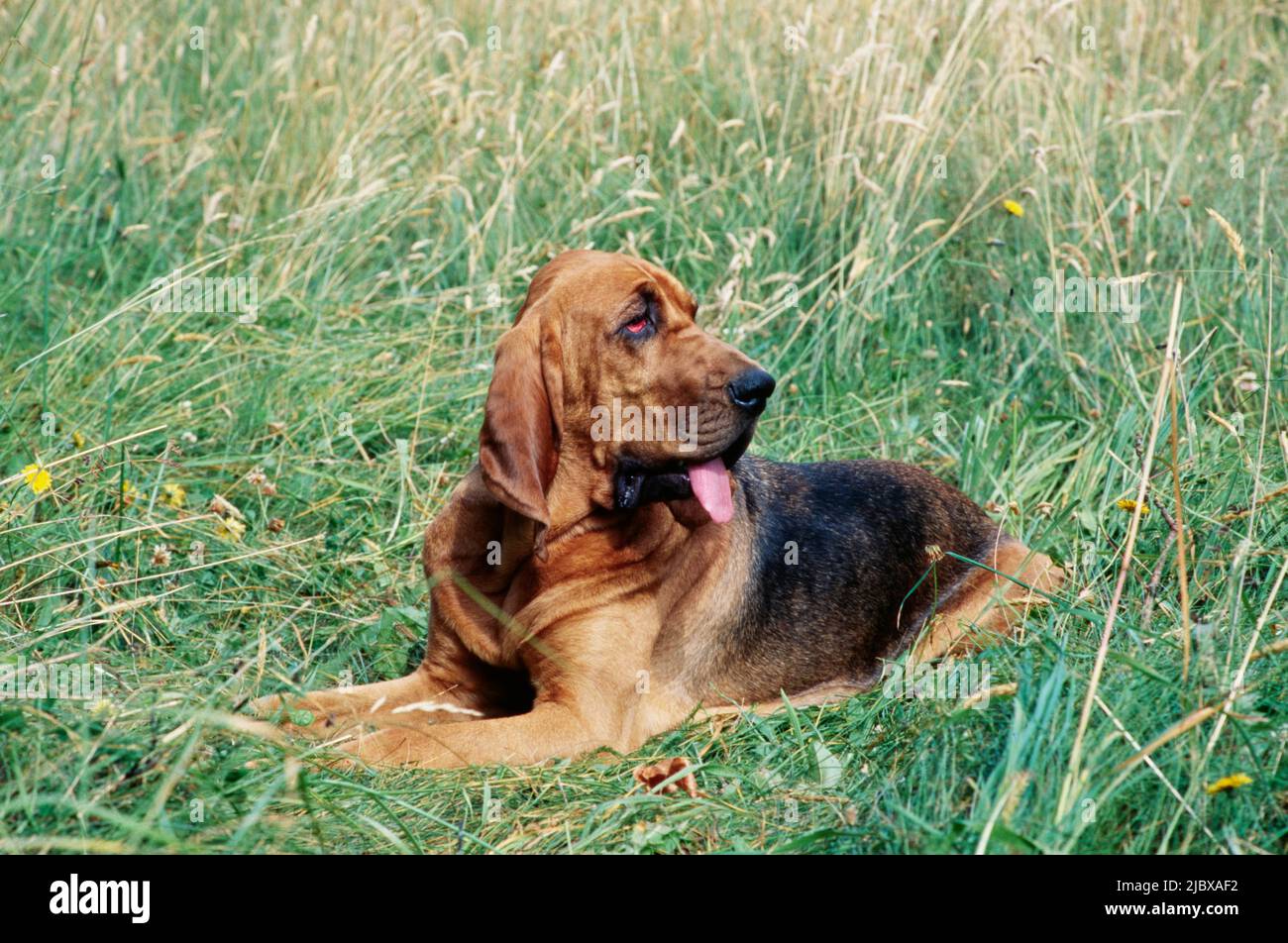A bloodhound laying in a tall grassy field with yellow wildflowers ...