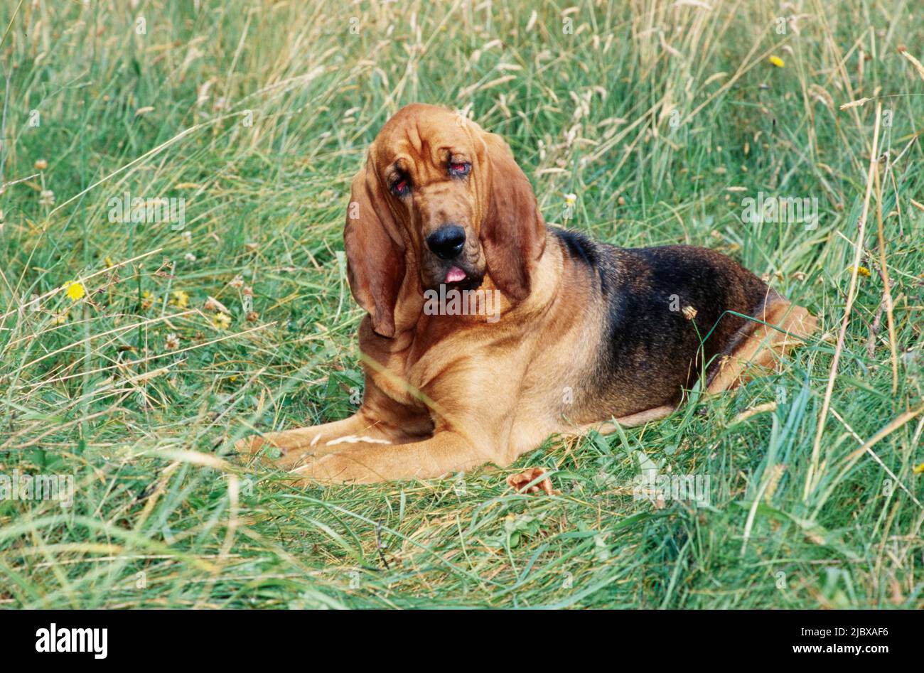 A bloodhound laying in a tall grassy field with yellow wildflowers ...