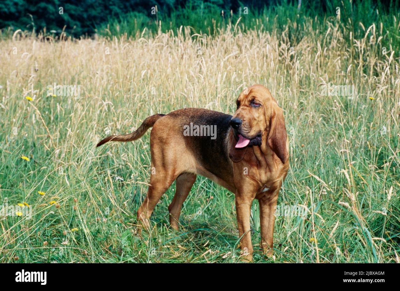 A bloodhound standing in a tall grassy field with yellow wildflowers ...