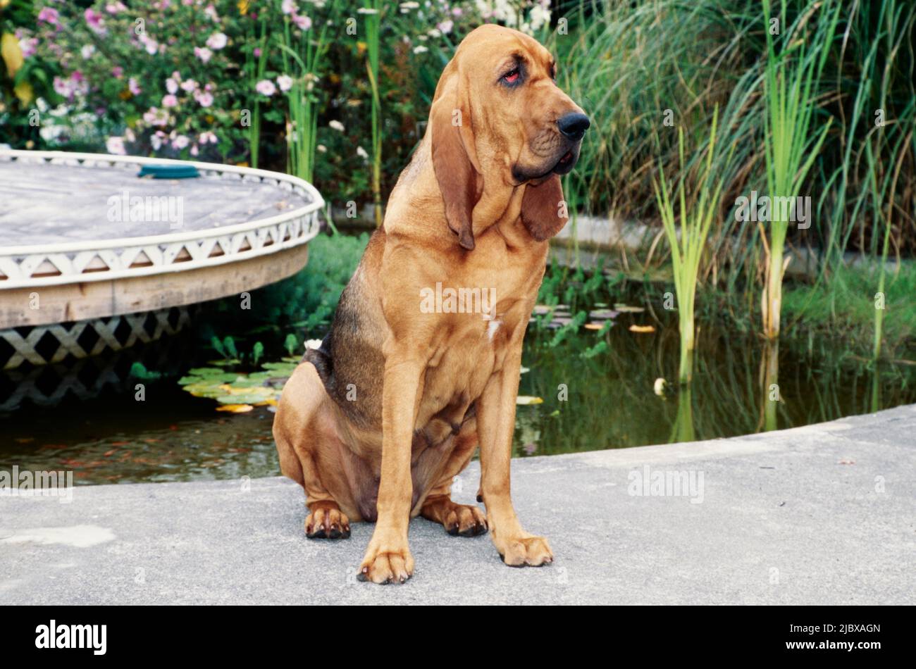 A bloodhound sitting by a water garden Stock Photo - Alamy