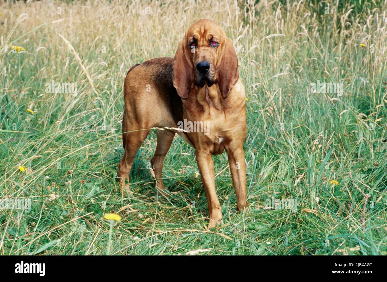 A bloodhound standing in a tall grassy field with yellow wildflowers ...