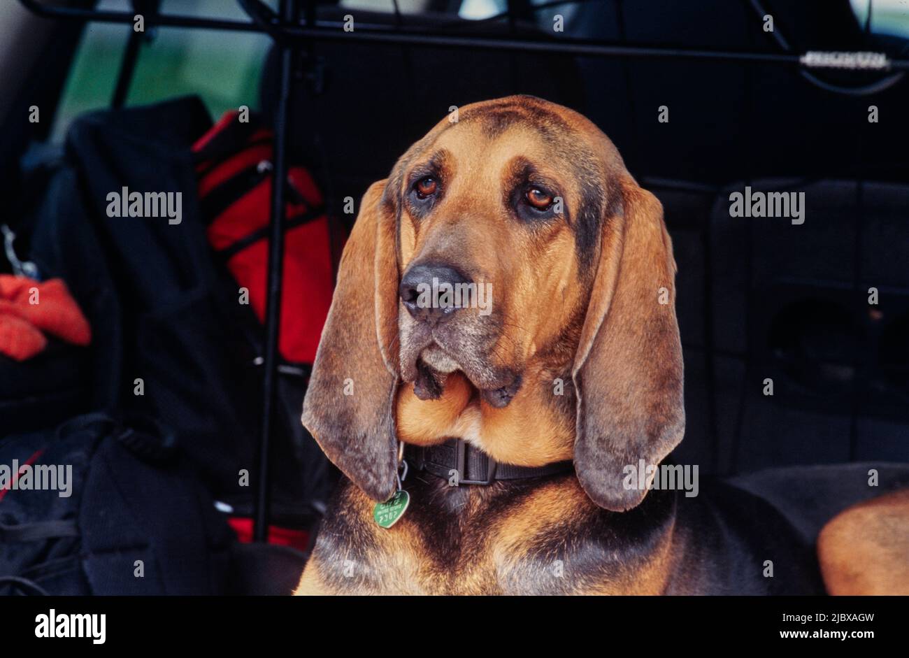 Close-up of a bloodhound's face Stock Photo - Alamy