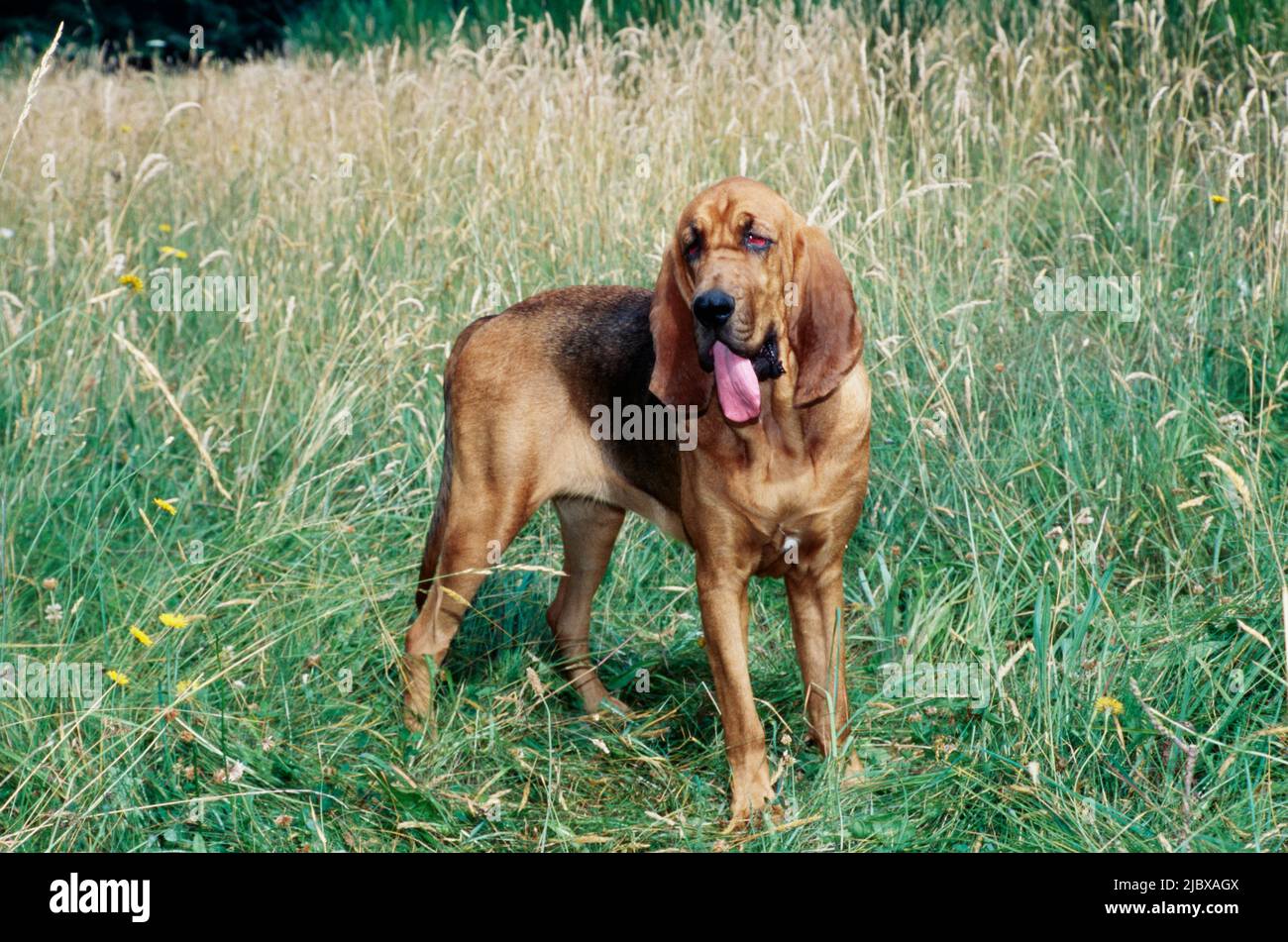 A bloodhound standing in a tall grassy field with yellow wildflowers ...