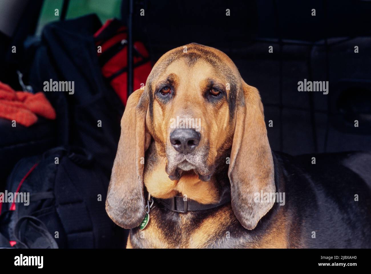 Black And Tan Bloodhound Mix