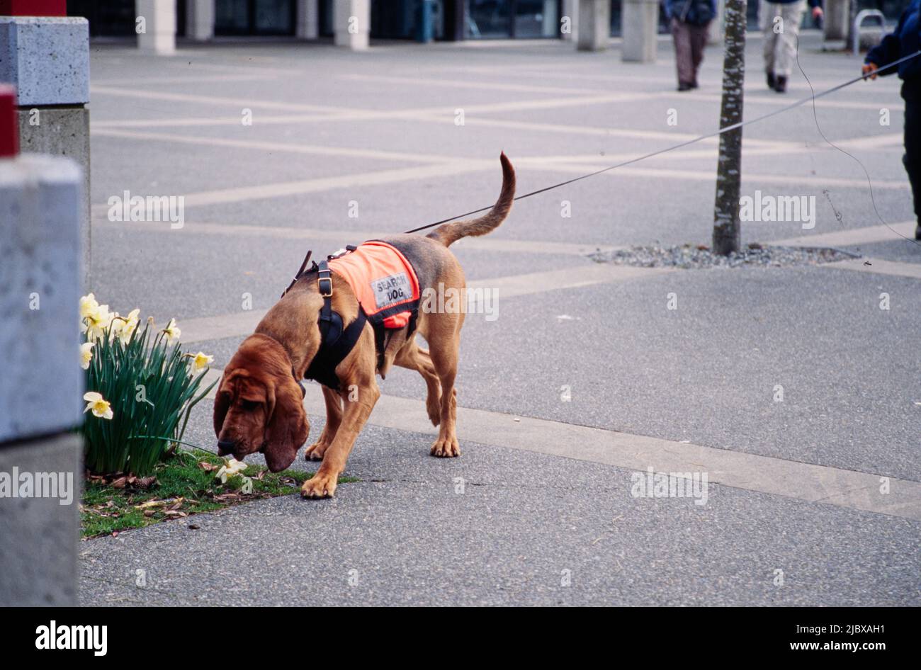 A bloodhound smelling a daffodil Stock Photo - Alamy