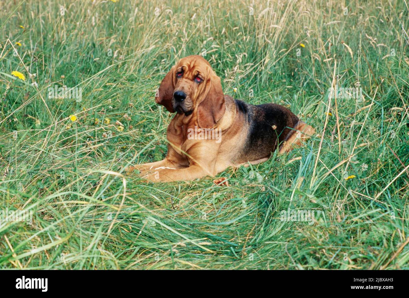Tall grassy field hi-res stock photography and images - Alamy