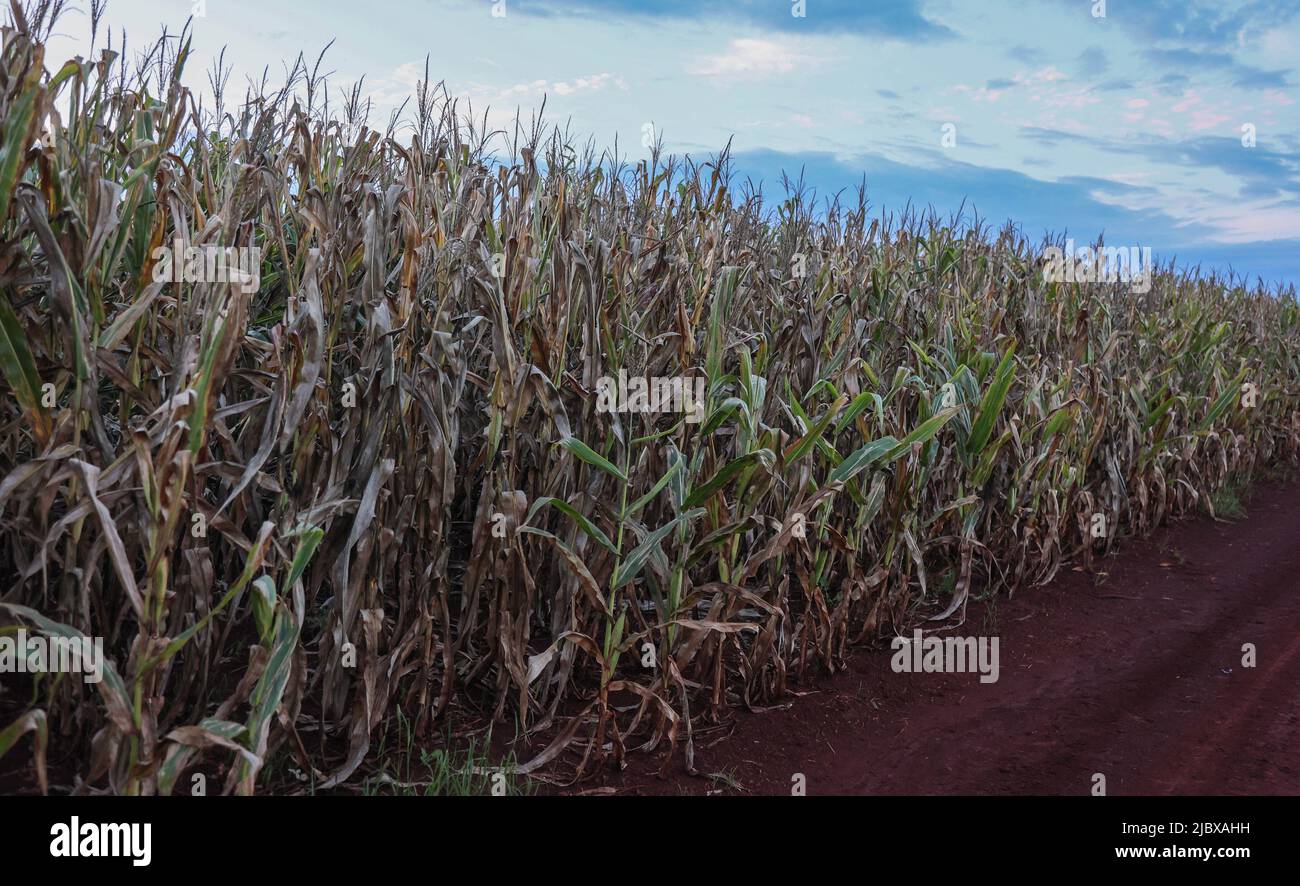 Leafhopper corn insect pest hi-res stock photography and images - Alamy