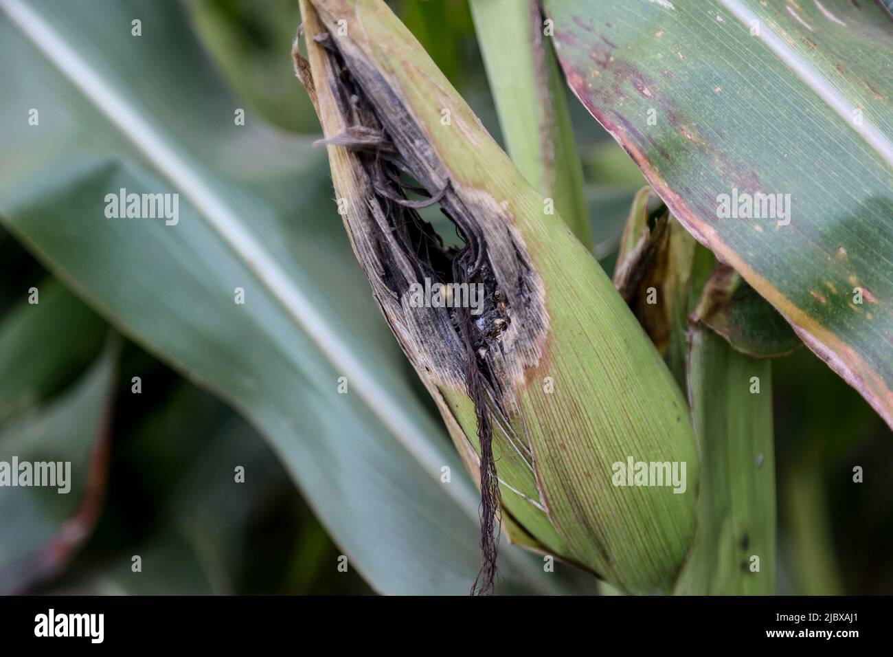 Leafhopper corn insect pest hi-res stock photography and images - Alamy