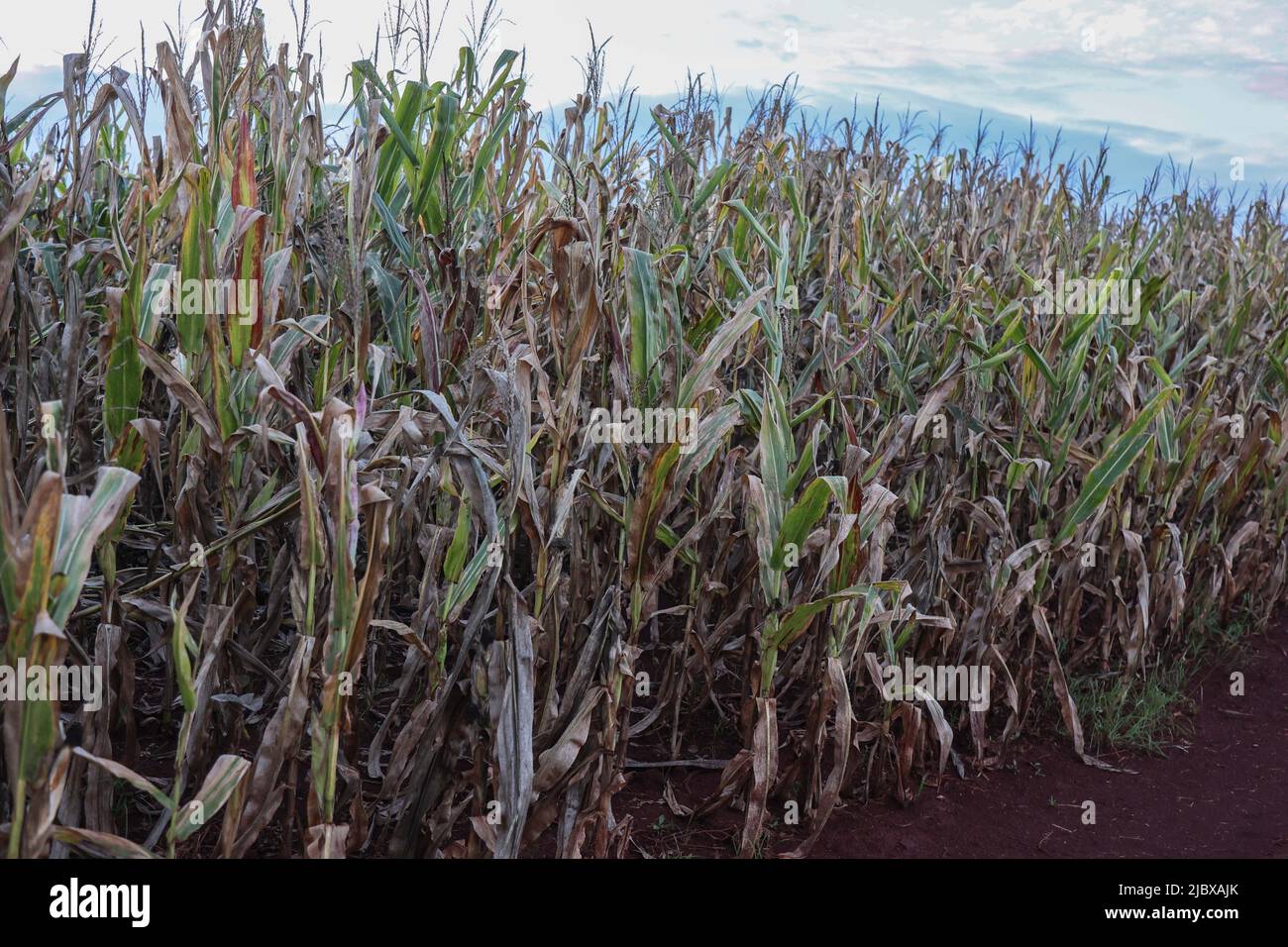 Leafhopper corn insect pest hi-res stock photography and images - Alamy