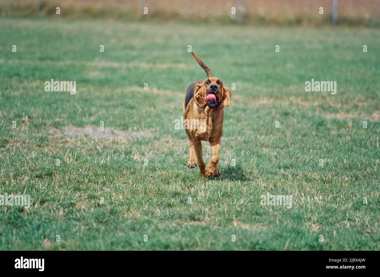Bloodhound running hi-res stock photography and images - Alamy